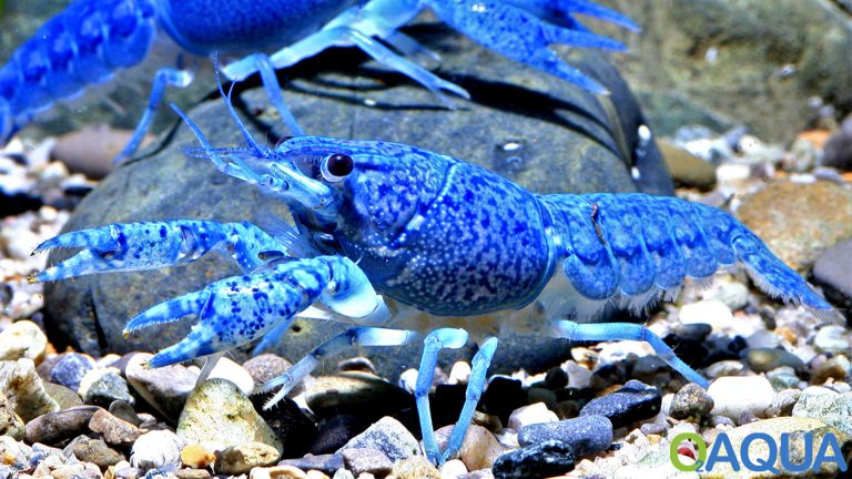 Blauer Floridakrebs - Blue Florida Crayfish