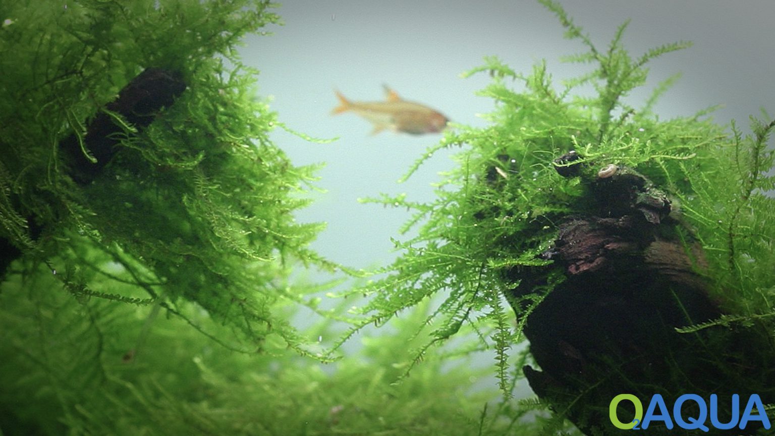 Die schönsten Wasserpflanzen für Anfänger