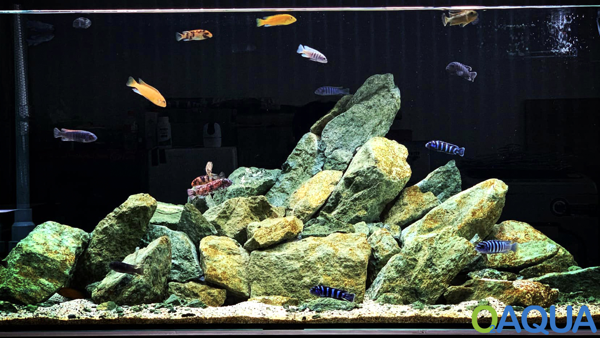 Ein Malawi Aquarium einrichten: Alles, was du wissen musst
