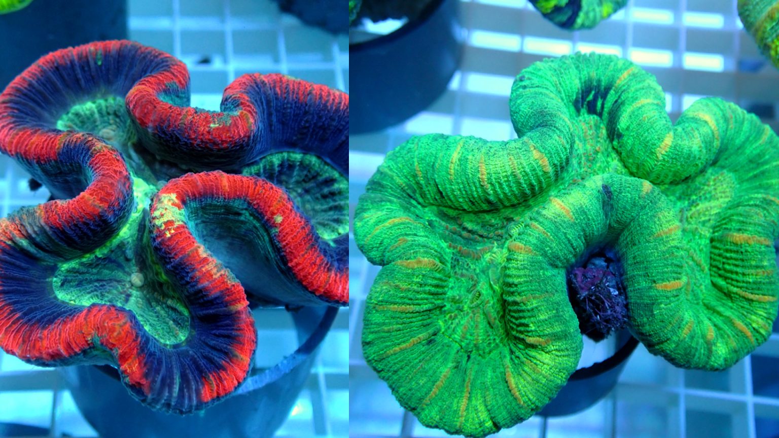 Die schönsten Korallenarten für Anfänger